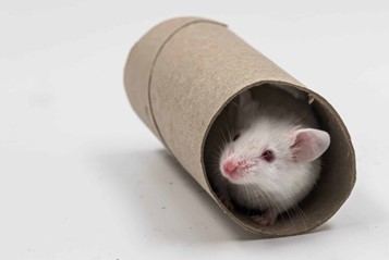 New Guidelines for Mouse Handling