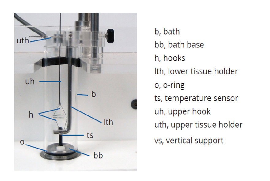 Tissue Baths in Respiratory Disease Models
